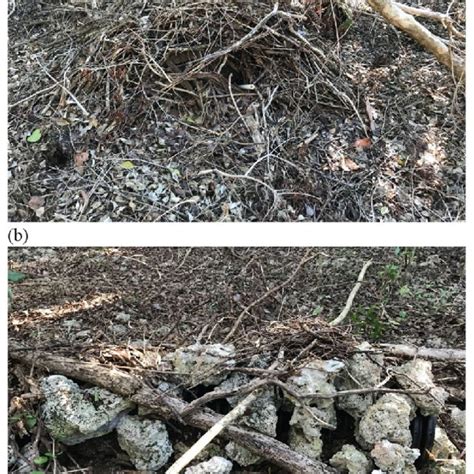 Natural And Supplemental Key Largo Woodrat Nests Located In The