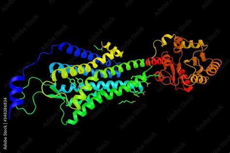 Orexin Receptor Type 1 A G Protein Coupled Receptor That Is Heavily