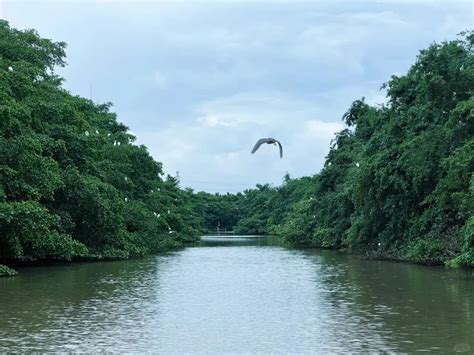 在海口！游巴金笔下“鸟的天堂” 海口旅游网