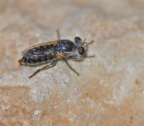 Glyphtriclis Ornatus Wildlife Natural