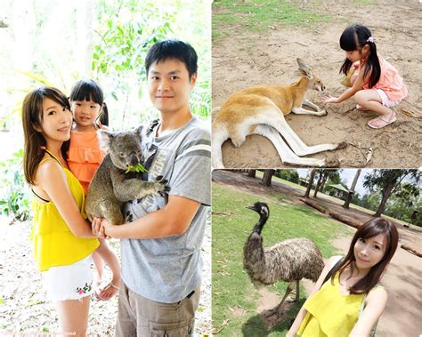 【澳洲自由行】抱無尾熊餵袋鼠 龍柏動物園 ♥ 布里斯本親子景點推薦 高妹。simple Life Wonderland