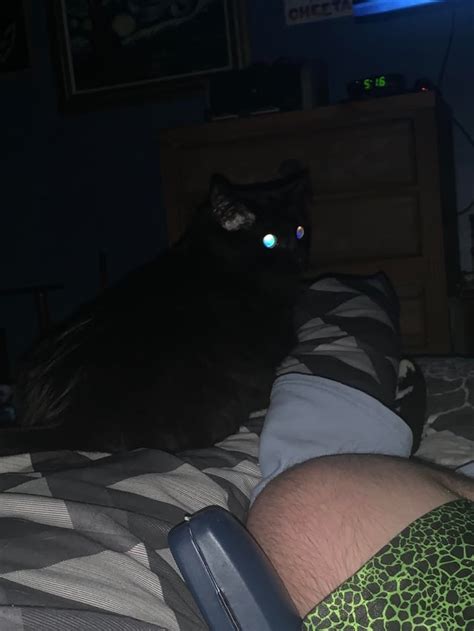 Heres A Picture Of My Big Black Hairy Pussycat R Notinteresting