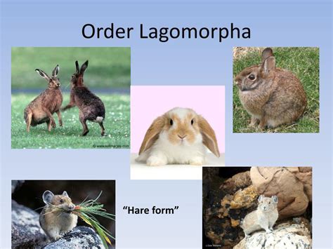 Ppt Mammal Notes Powerpoint Presentation Free Download Id2086630