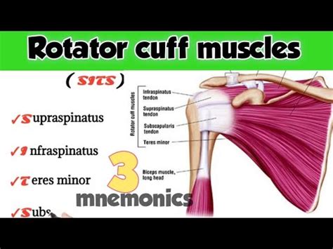 Rotator Cuff Muscles Sits Anatomy Of The Upper Limb Rotator Cuff