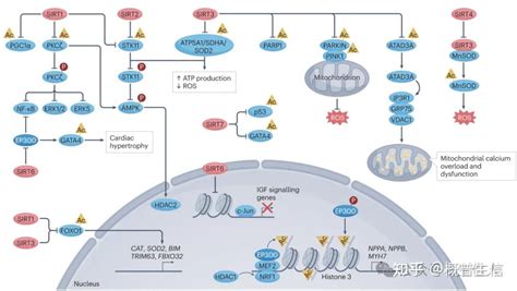 Nature最新综述：天津大学何国伟院士团队解析心肌肥厚的十大酰化修饰 知乎