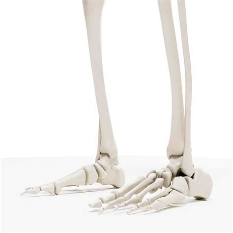 Premium Photo 3d Render Of Human Skeleton Foot Bones