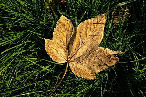 Mulching Leaves Back Into The Lawn Natural Tree