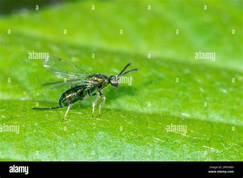 Metallic Green Chalcid Wasp Pteromalidae Chalcidoidea Sussex Uk