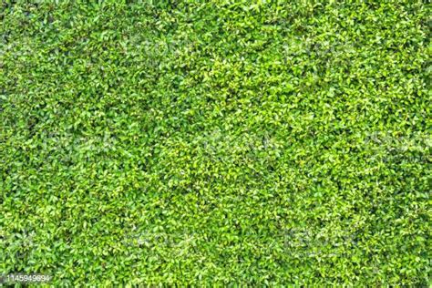 Latar Belakang Daun Hijau Atau Tekstur Dinding Tanaman Di Taman Alami