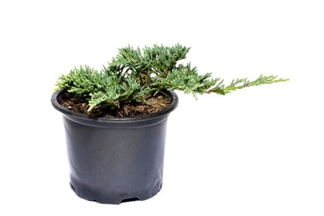 Creeping Juniper Landscape Ideas Types Care And Uses