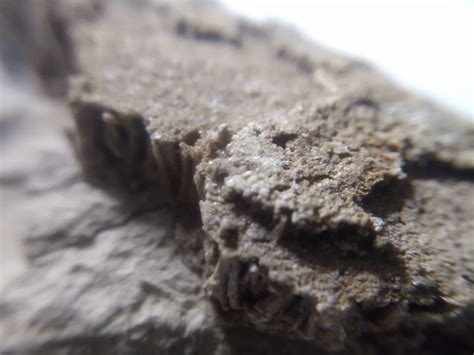 Fossilized Mud Fossil Id The Fossil Forum