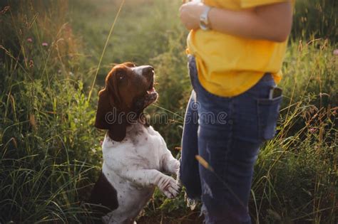 Basset Hound And A Girl Stock Image Image Of Ears Field 268981351