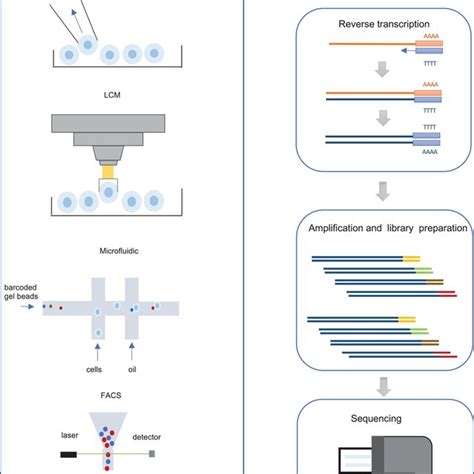 Illustration Of Single‐cell Rna‐sequencing Scrna‐seq Experiments A