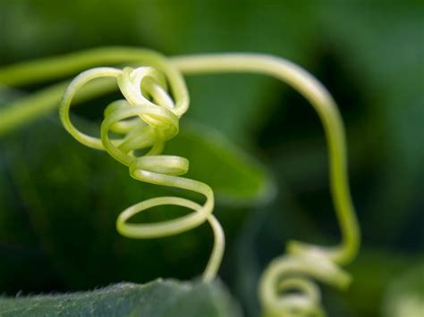 Information On Leaving Cucumber Tendrils On The Vine