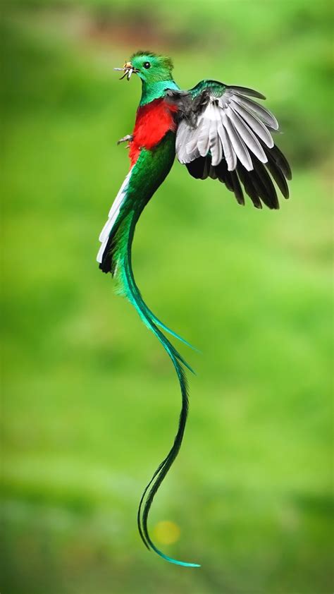 Quetzal In Flight