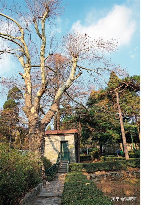 浔城故事 法国梧桐在牯岭 知乎