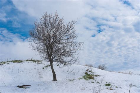 四月暴风雪过后在山丘上野生孤单高清图片下载 正版图片505265061 摄图网