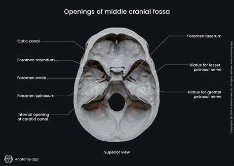 Middle Cranial Fossa Anatomyapp