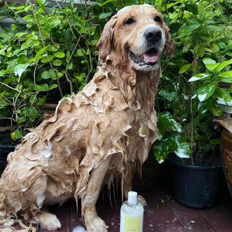 Bubble Bear แชมพูออร์แกนิคสำหรับสุนัขและแมว