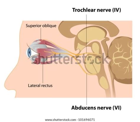 Trochlear Abducens Nerves Stock Vector Royalty Free 101696071