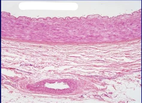 Epithelial Tissue Under Microscope Flashcards Quizlet