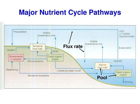 PPT Nutrient Cycles PowerPoint Presentation Free Download ID 721864
