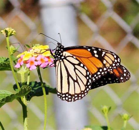 Viceroy Butterfly Caterpillar