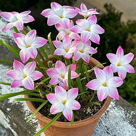 Rain Lily Surprise To Grow Pots To Grow Fall Or Spring Indoor Or