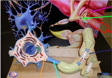 Motor Neuron Diagram Quizlet