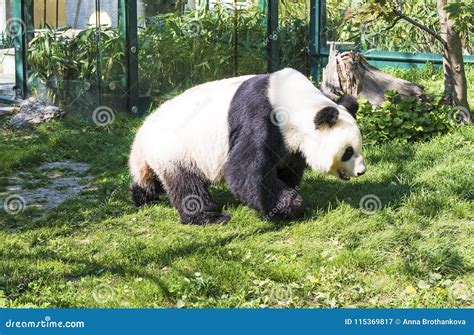 Giant Panda Bear Walking On The Grass Stock Image Image Of China