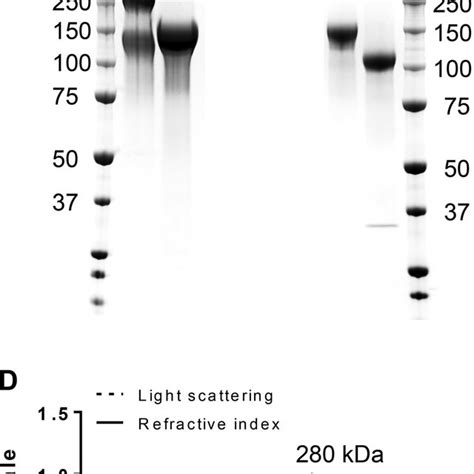 Expression Of Recombinant Muc5b Cooh Terminal Protein Domain A Download Scientific Diagram