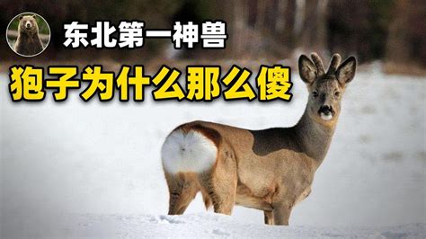 中国东北第一神兽，世界第6傻，“狍子”凭什么还能苟活至今？【万物灵】 Youtube