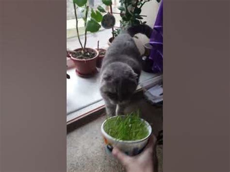 Котики любят траву / Кошачья травка / КОШКИН ДОМ - YouTube