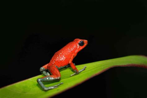 16 Poisonous Frogs That Are Beautiful But Deadly