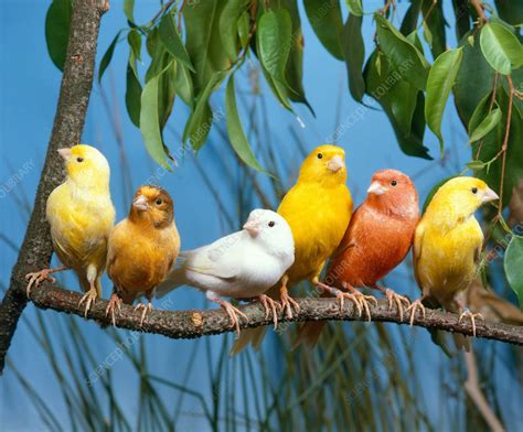 Canaries Stock Image C0144173 Science Photo Library