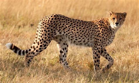 Leopard Gegen Gepard