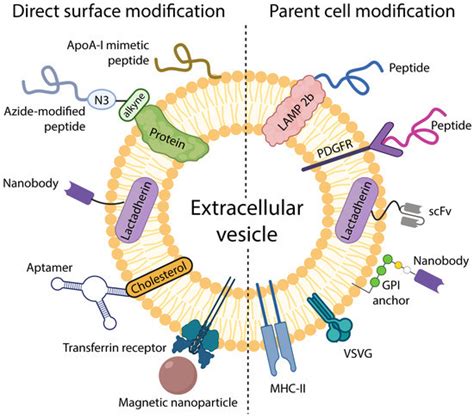 Targeting Capabilities Of Native And Bioengineered Extracellular