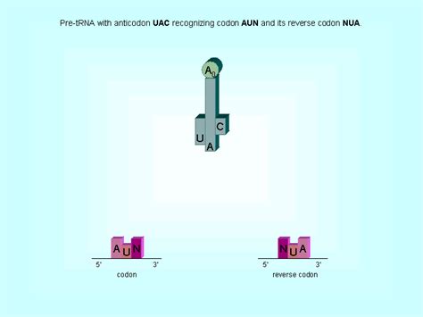 The Early Evolution Of The Translation And The Genetic Code