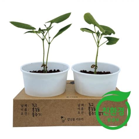 강낭콩 화분키우기 비교관찰하기 꼬메빔보