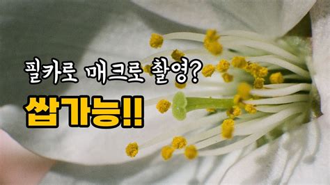 필름카메라로 매크로 촬영 너무 쉬운데 Youtube