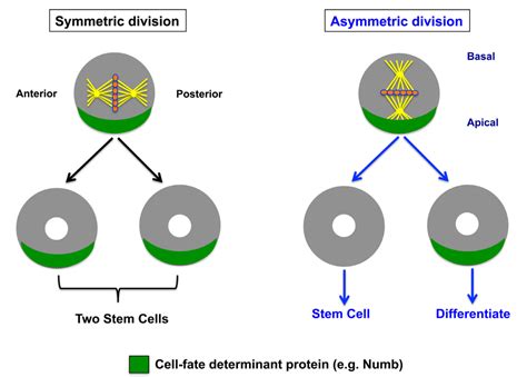 Figure 1 From Asymmetric Cell Division Of Stem Cells In The Lung And