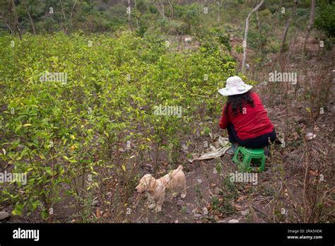 Organic Plantation Of Coca Plants In The Peruvian Jungle Farmer Collecting Coca Leaves Stock
