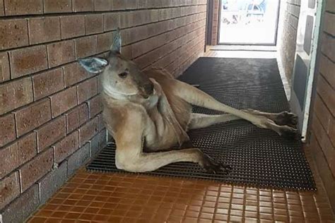 Sexy Kangaroo Goes Viral Twitter