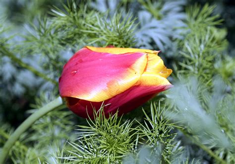 Free Images Nature Grass Leaf Flower Petal Tulip Spring Botany