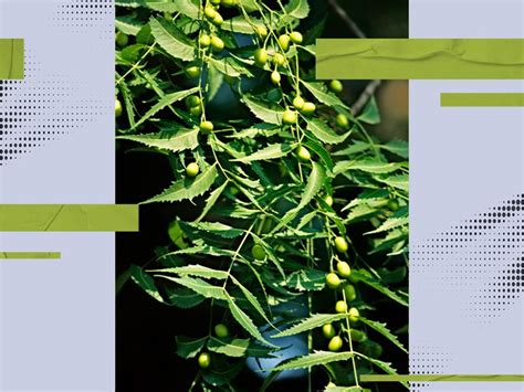 Neem Benefits And Side Effects