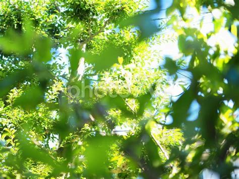 木々と空の背景 No 27284969｜写真素材なら「写真ac」無料（フリー）ダウンロードok