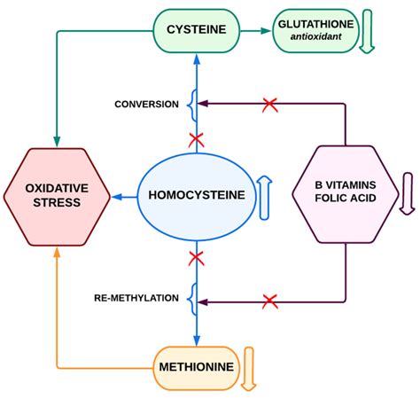 Methionine Metabolic Pathway Simplifiedpathway Disorders In People