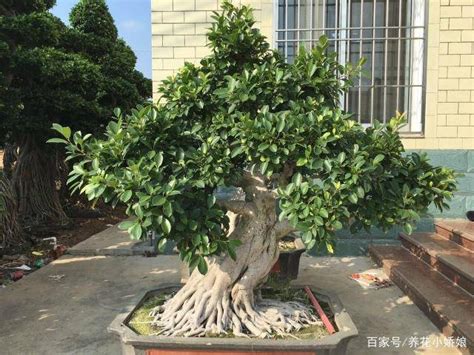 想让榕树盆景长气根，这些因素影响大！ 气生根 环境湿度 盆栽