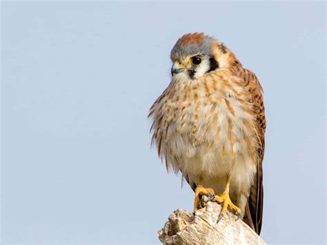 The 2020 American Kestrel Nesting Season Columbus Audubon