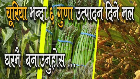 जैबिक मल बनाउने तरिका Jaibik Mal मल बनाउने तरिका Youtube